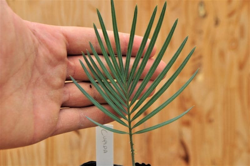 Cycas cupida | Cycadales