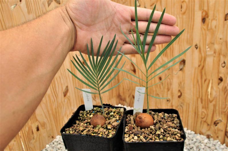 Cycas cupida | Cycadales