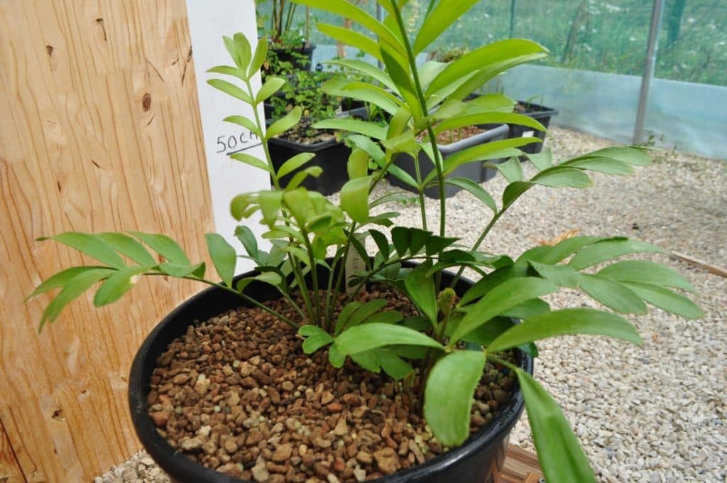 Zamia pygmaea | Cycadales