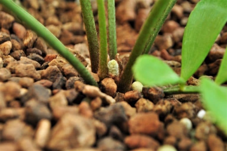 Zamia pygmaea | Cycadales