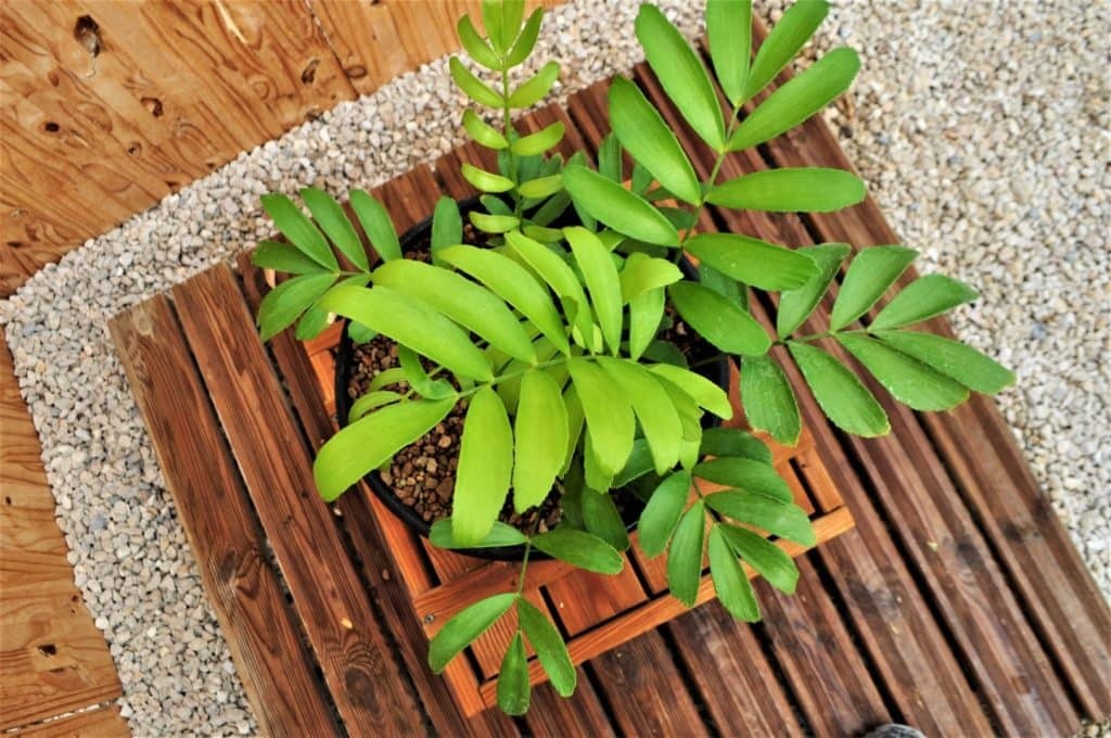 Zamia pygmaea | Cycadales