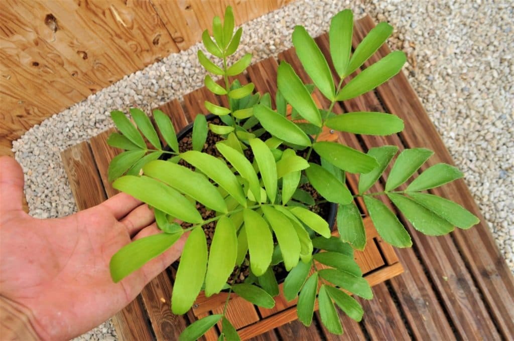 Zamia pygmaea | Cycadales