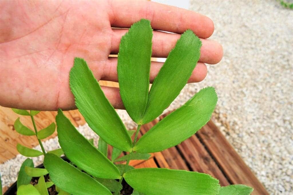 Zamia pygmaea | Cycadales