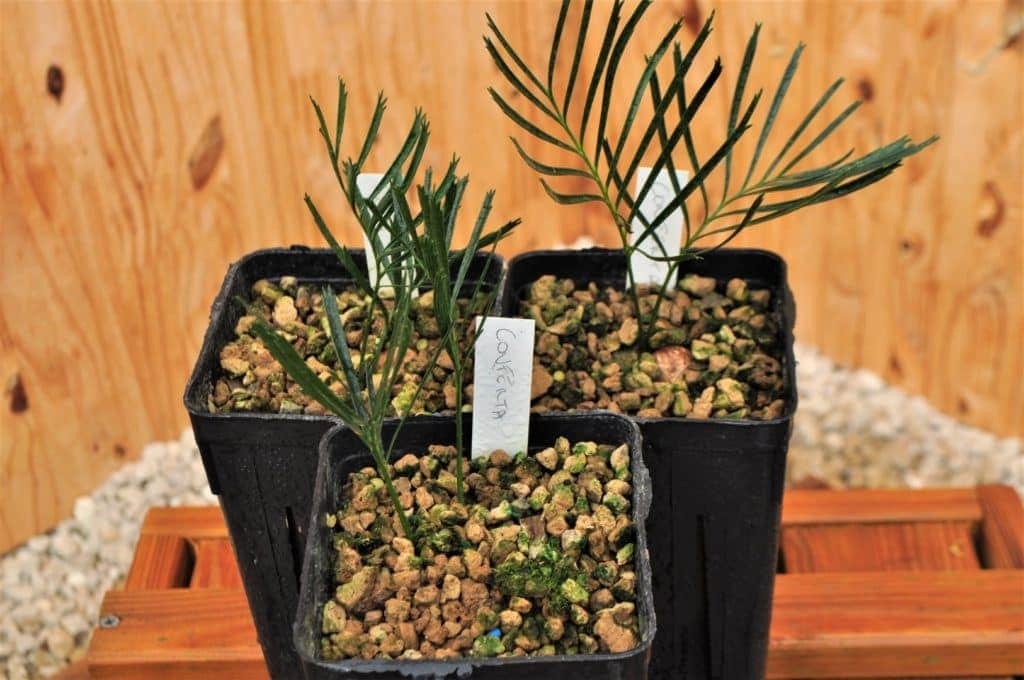 Macrozamia conferta | Cycadales