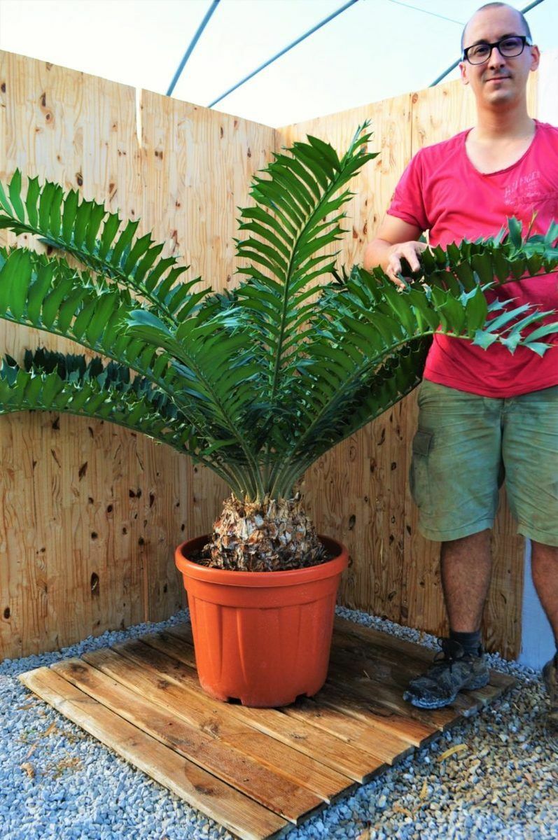 Encephalartos ferox, big plant for sale | Cycadales