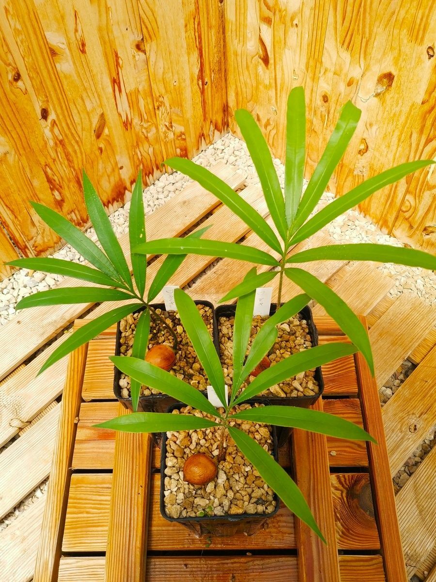 Cycas diannanensis | Cycadales