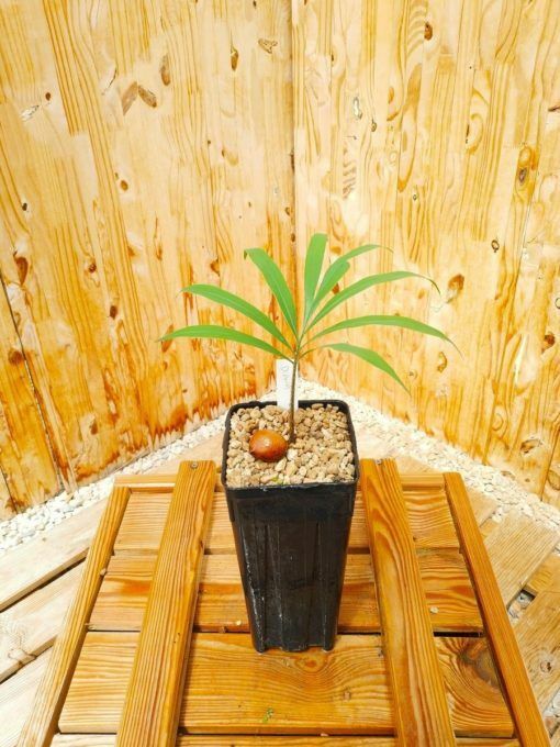 Cycas diannanensis | Cycadales