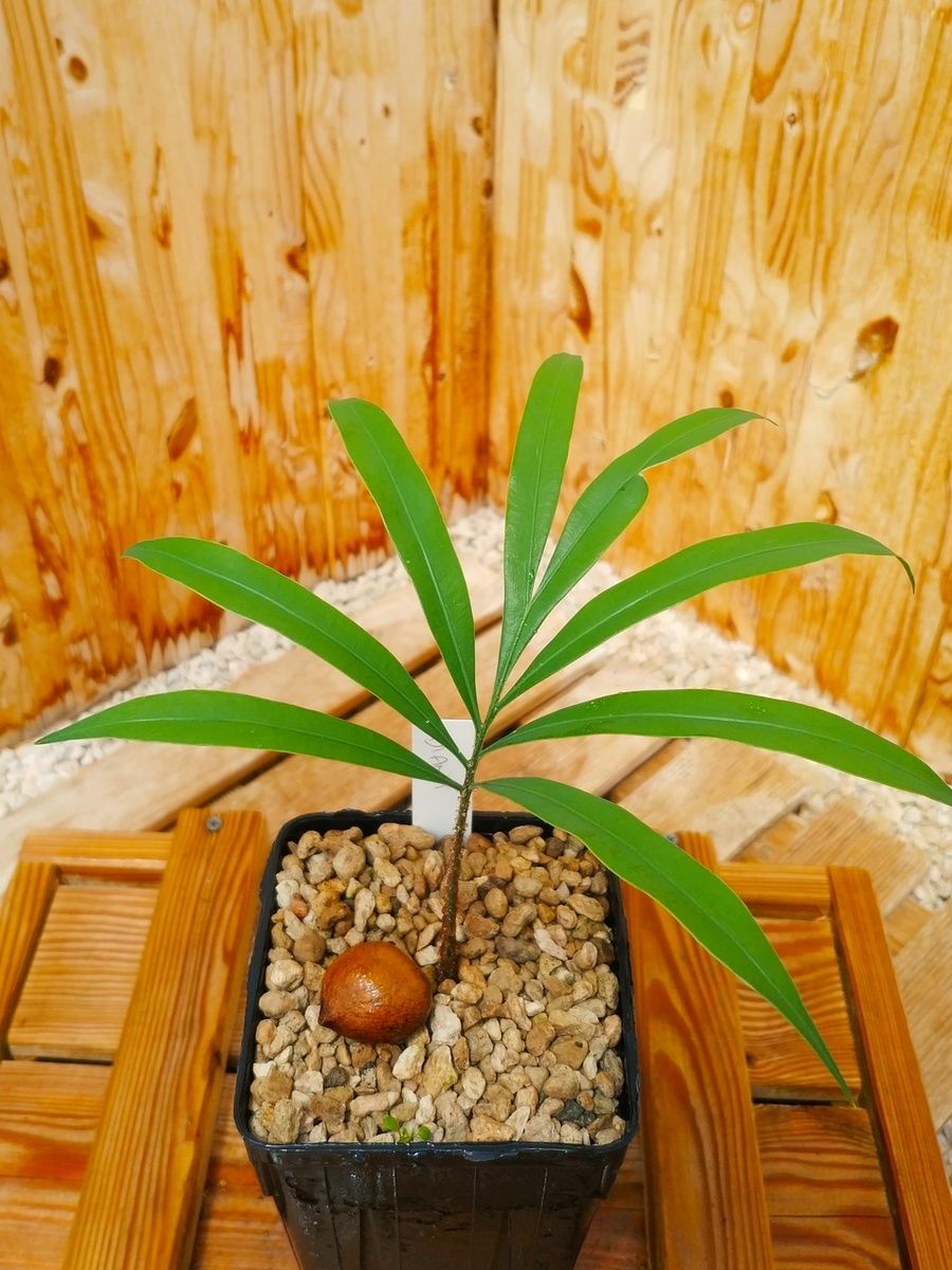 Cycas diannanensis | Cycadales