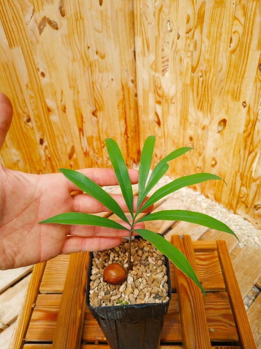 Cycas diannanensis | Cycadales