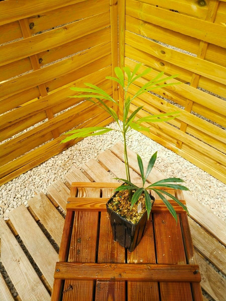 Vente de plantules de Cycas multipinnata | Cycadales