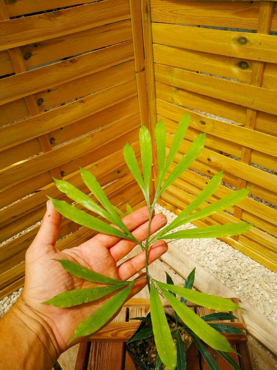 Vente de plantules de Cycas multipinnata | Cycadales
