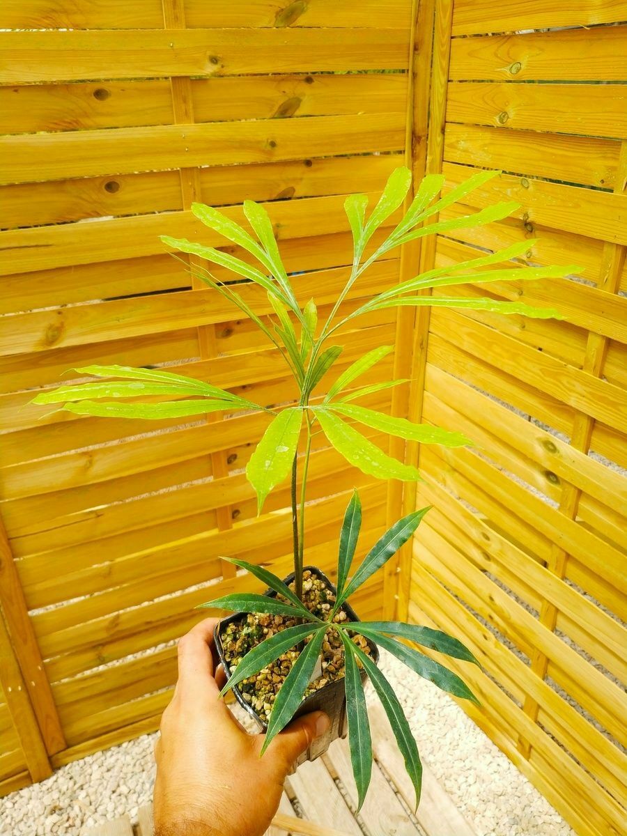 Vente de plantules de Cycas multipinnata | Cycadales