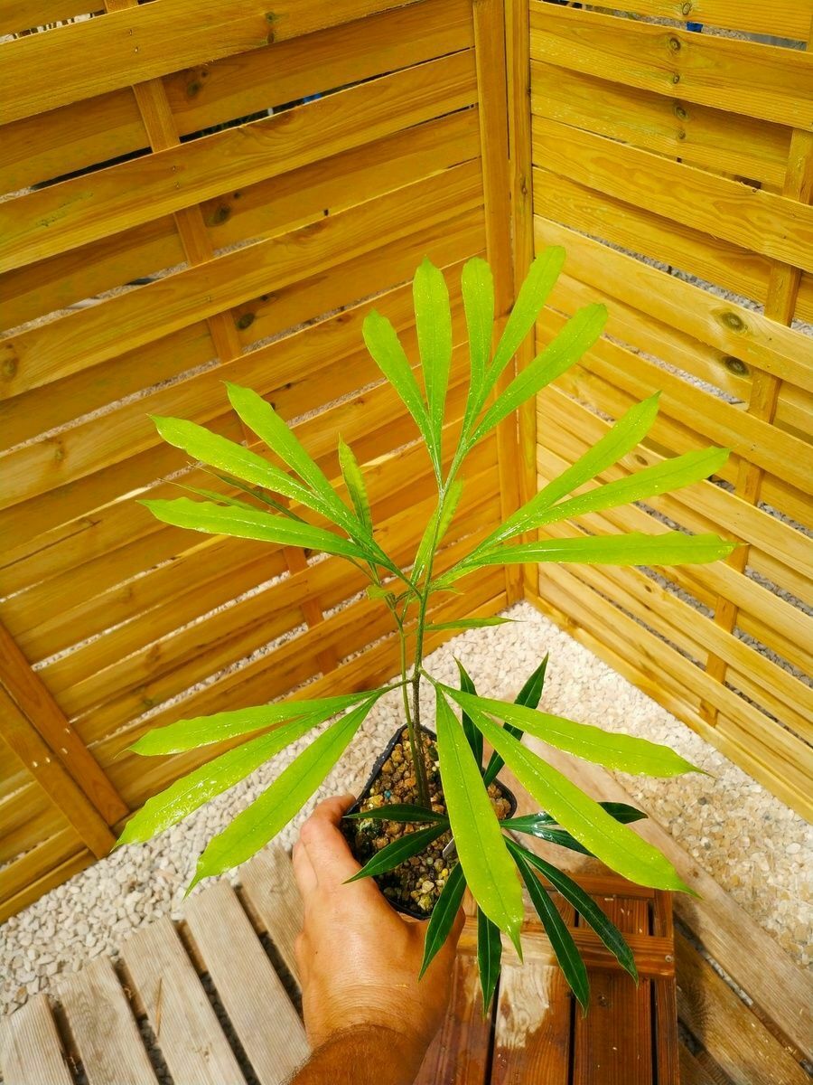 Vente de plantules de Cycas multipinnata | Cycadales