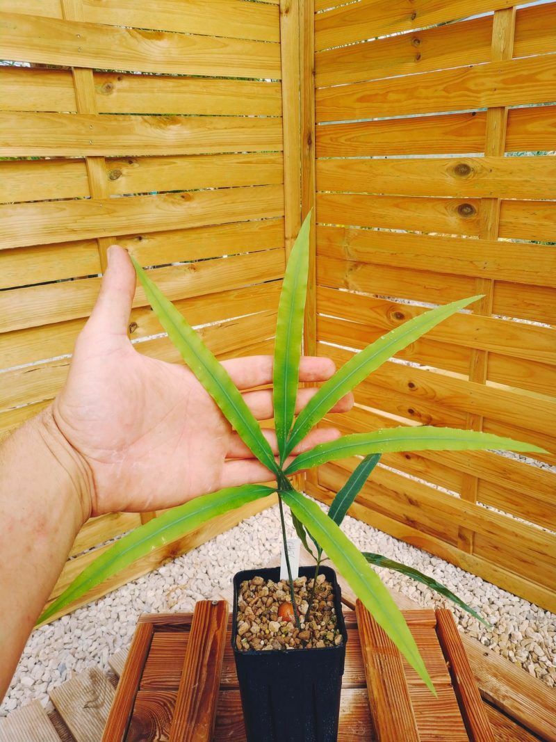 Cycas chevalieri | Cycadales