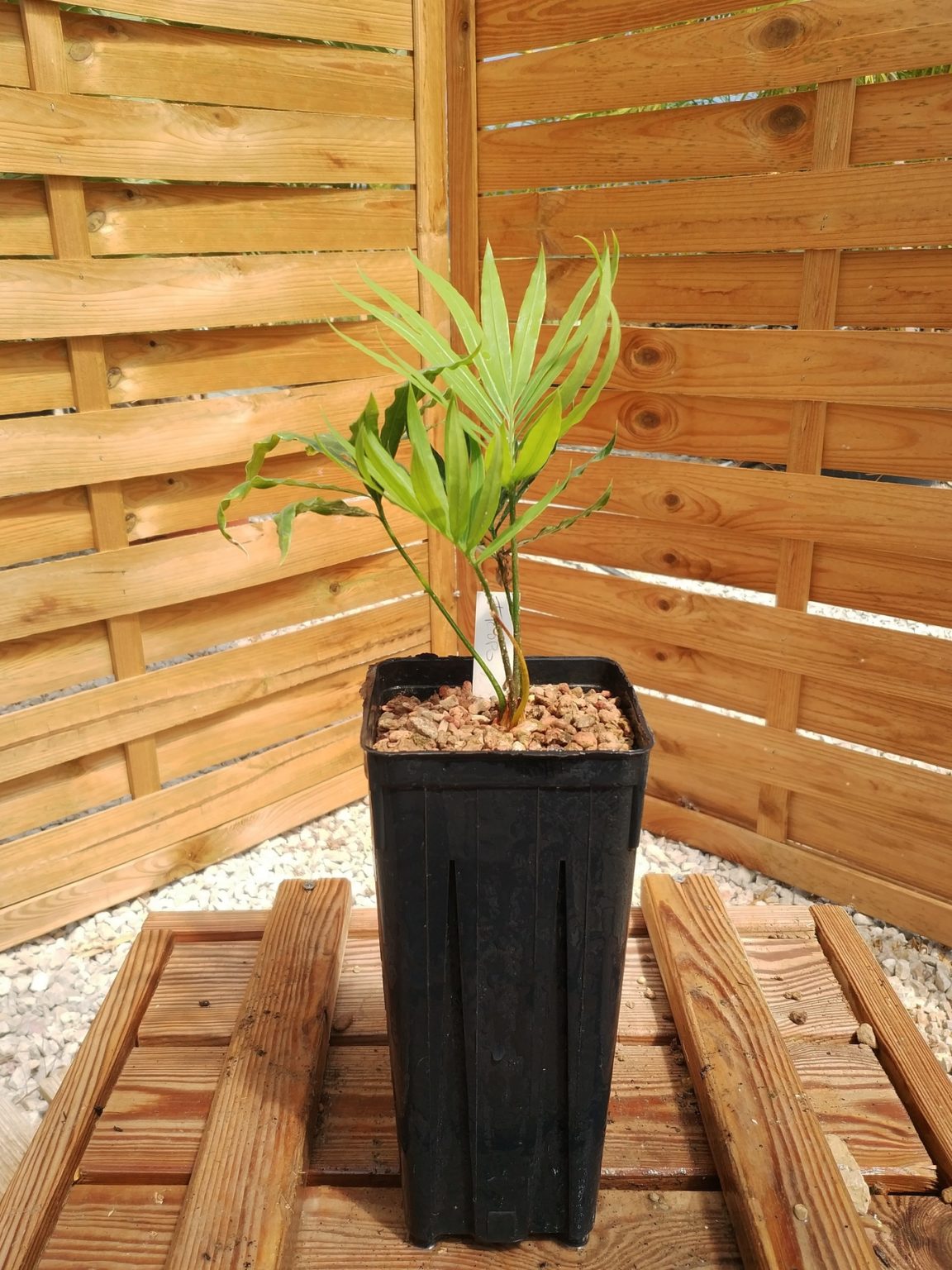 Cycas tropophylla 2,5cm caudex | Cycadales