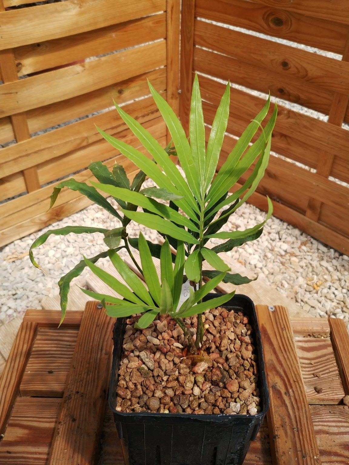 Cycas tropophylla 2,5cm caudex | Cycadales