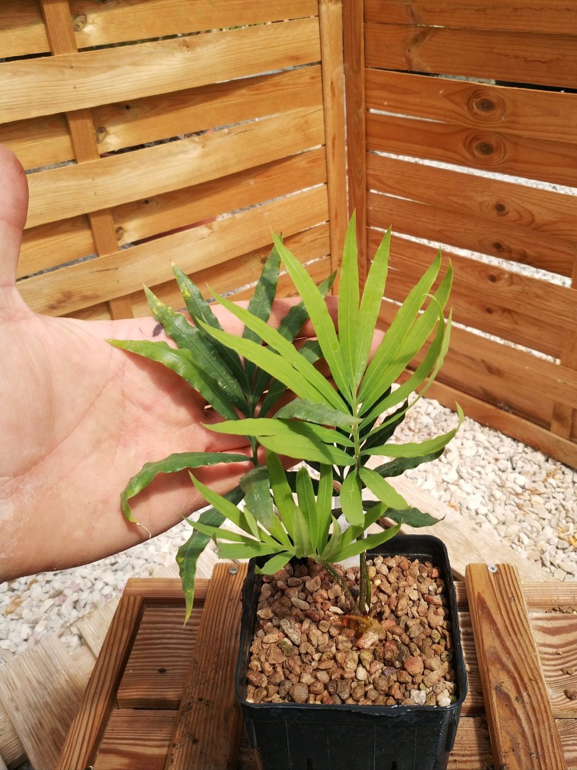 Cycas tropophylla 2,5cm caudex | Cycadales