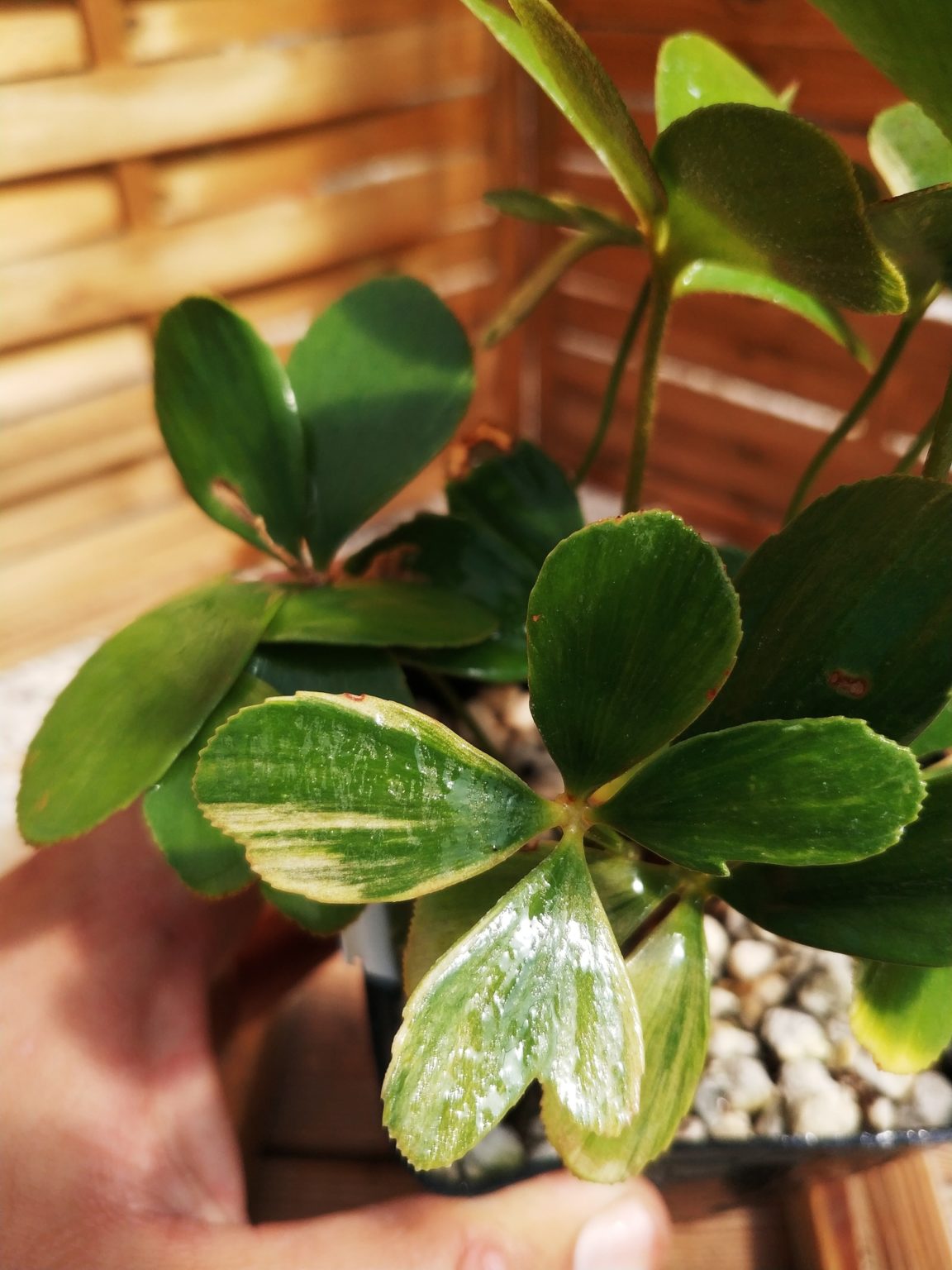 Zamia furfuracea cv. variegata Z2 | Cycadales