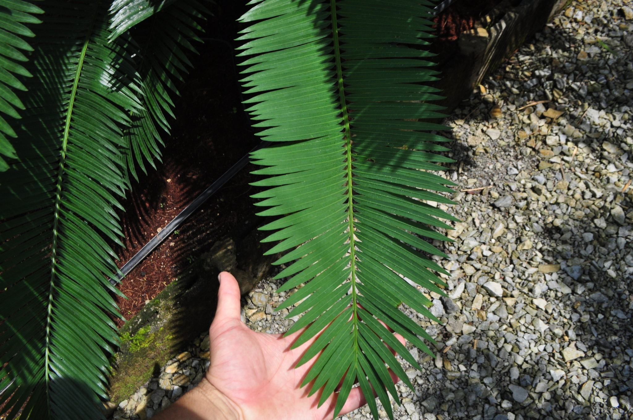 Cycas tropophylla | Cycadales