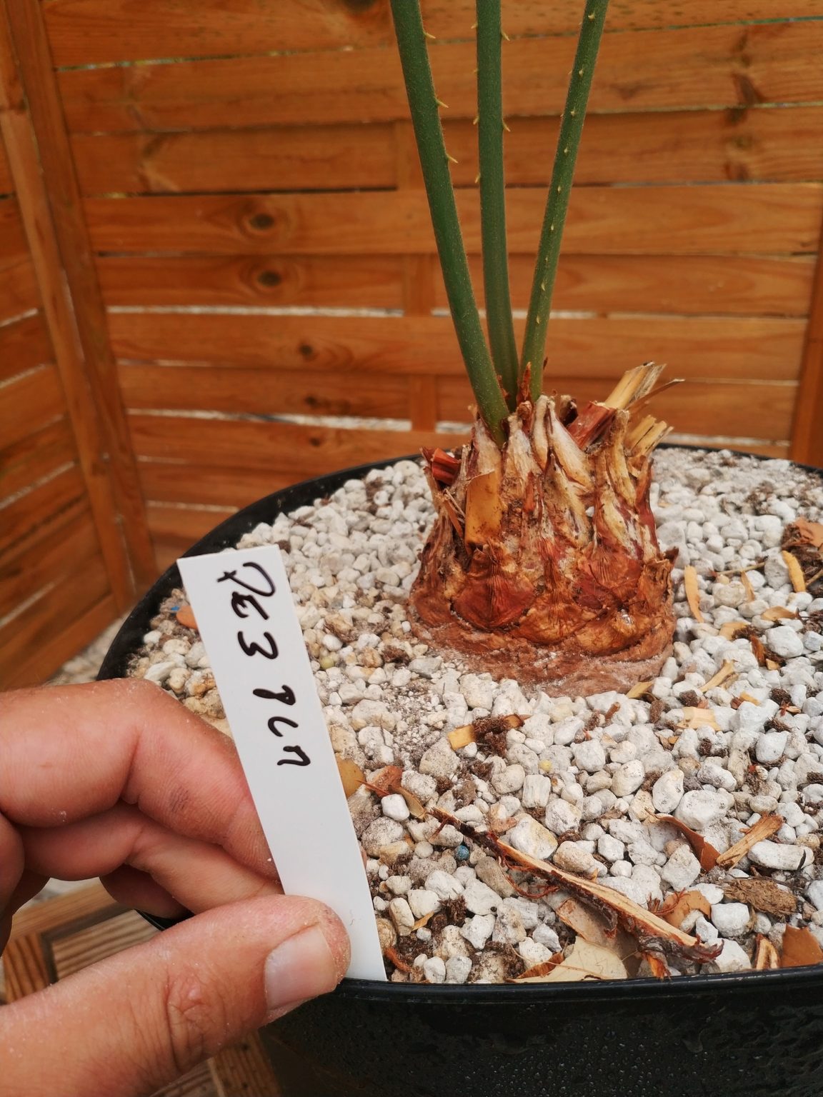 Vente de plants de Cycas pectinata | Cycadales