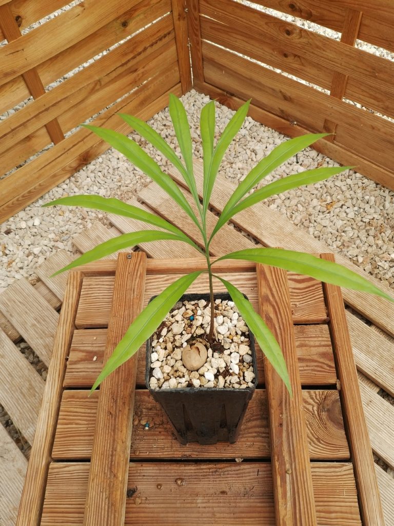 Vente de plantules de Cycas multipinnata | Cycadales