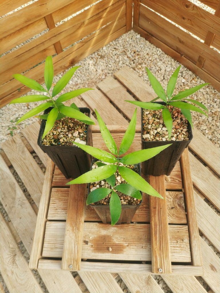 Achetez vos Zamia vazquezii x inermis hybride | Cycadales