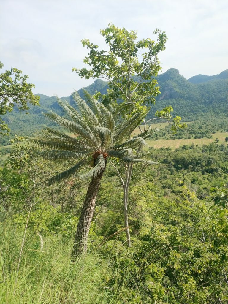 Achetez vos Cycas siamensis "Silver" ici! | Cycadales