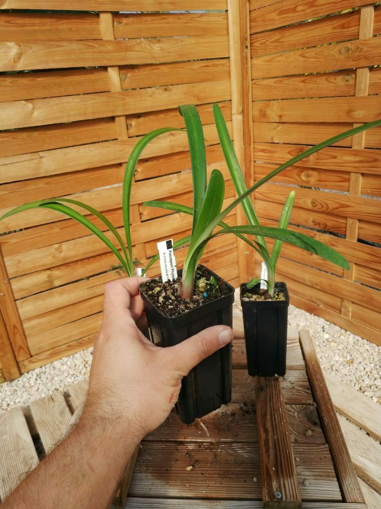 Vente de plants de Clivia robusta | Cycadales