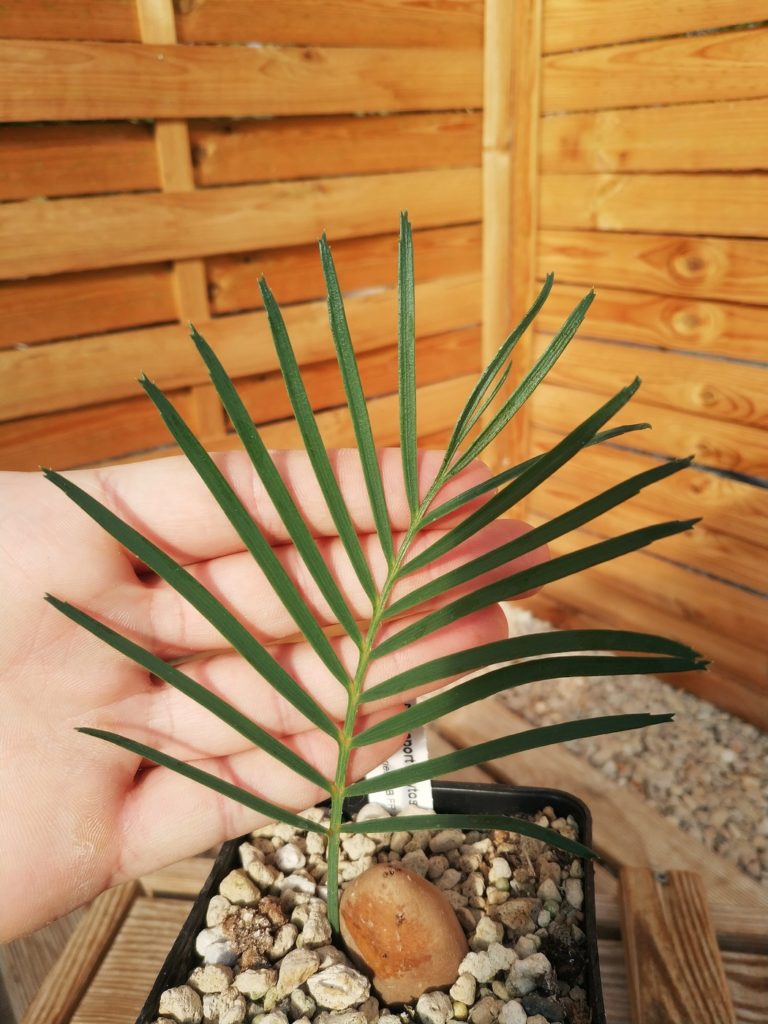 Achetez vos Macrozamia riedlei | Cycadales