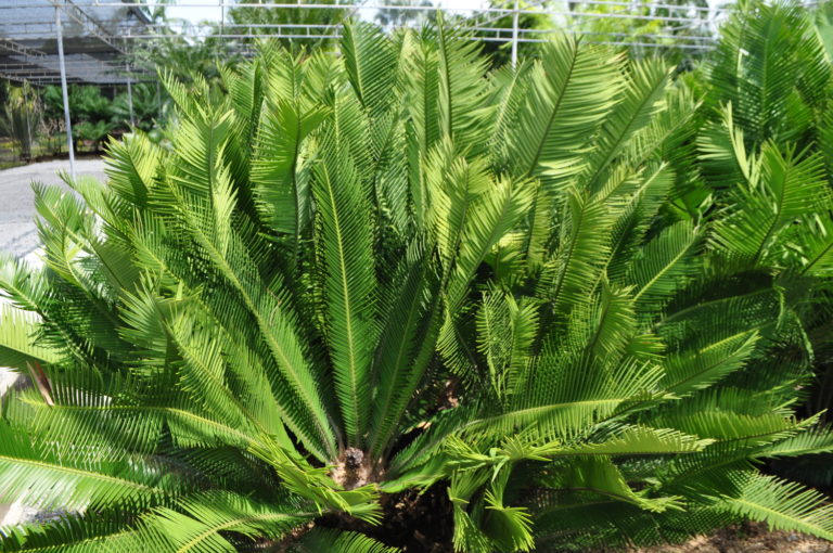 Differencesn between Dioon edule and Dioon angustifolium | Cycadales