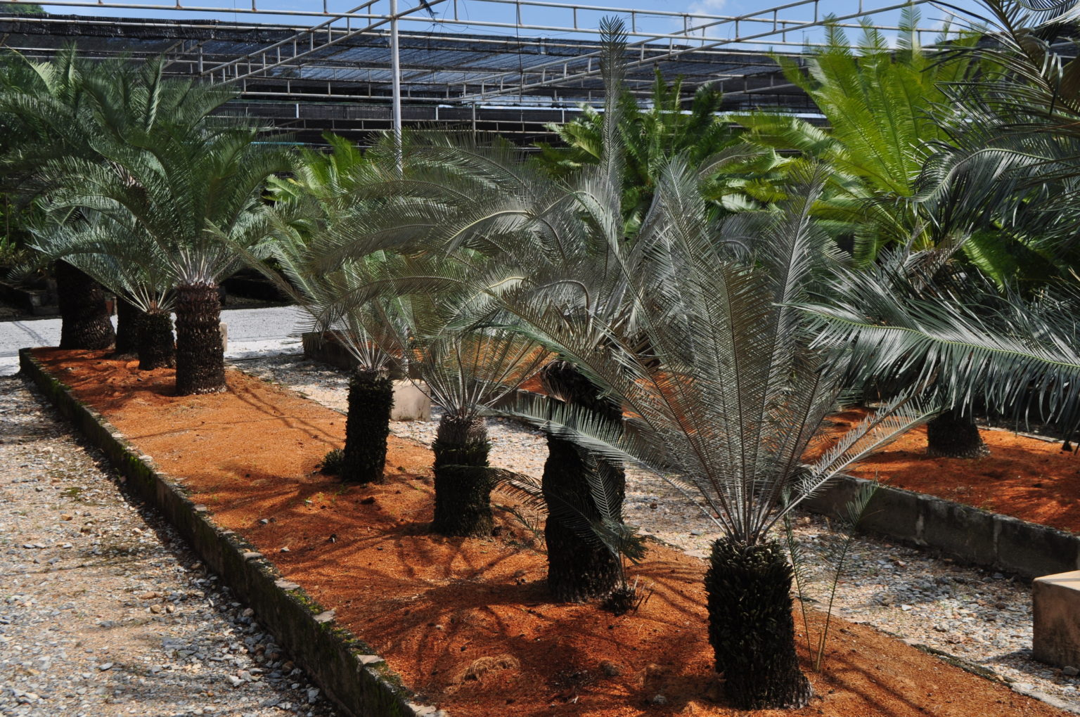 La culture des Cycas australiens en climat Européen.