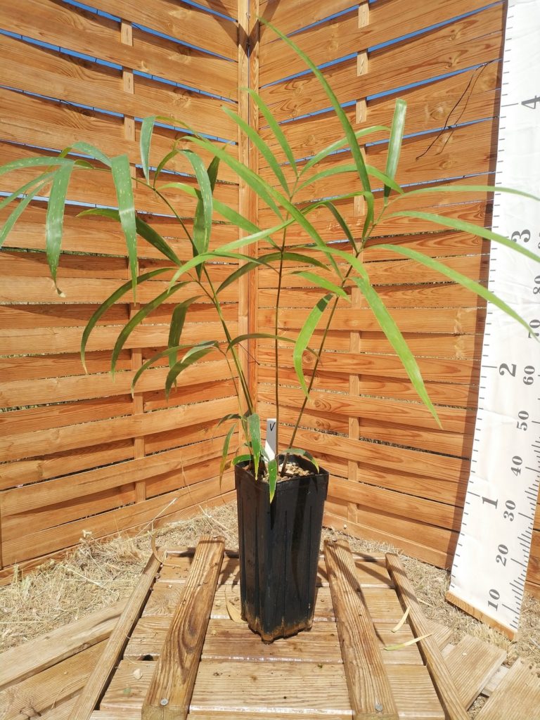 Zamia variegata (picta) plante à vendre | Cycadales