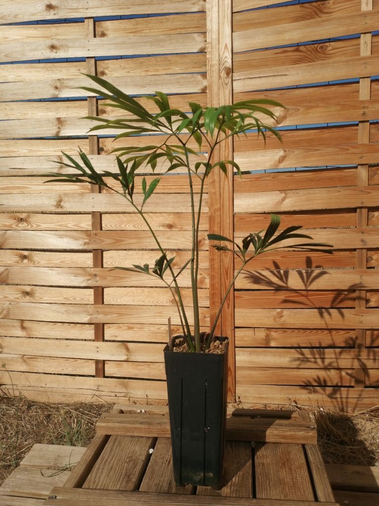 Vente de plantules de Cycas multipinnata | Cycadales