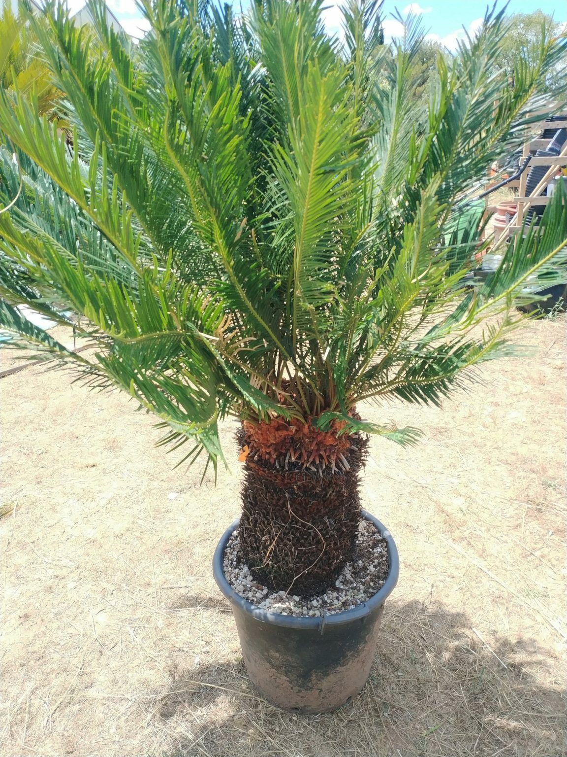 Achetez de très gros specimens de Cycas panzhihuaensis ici! | Cycadales