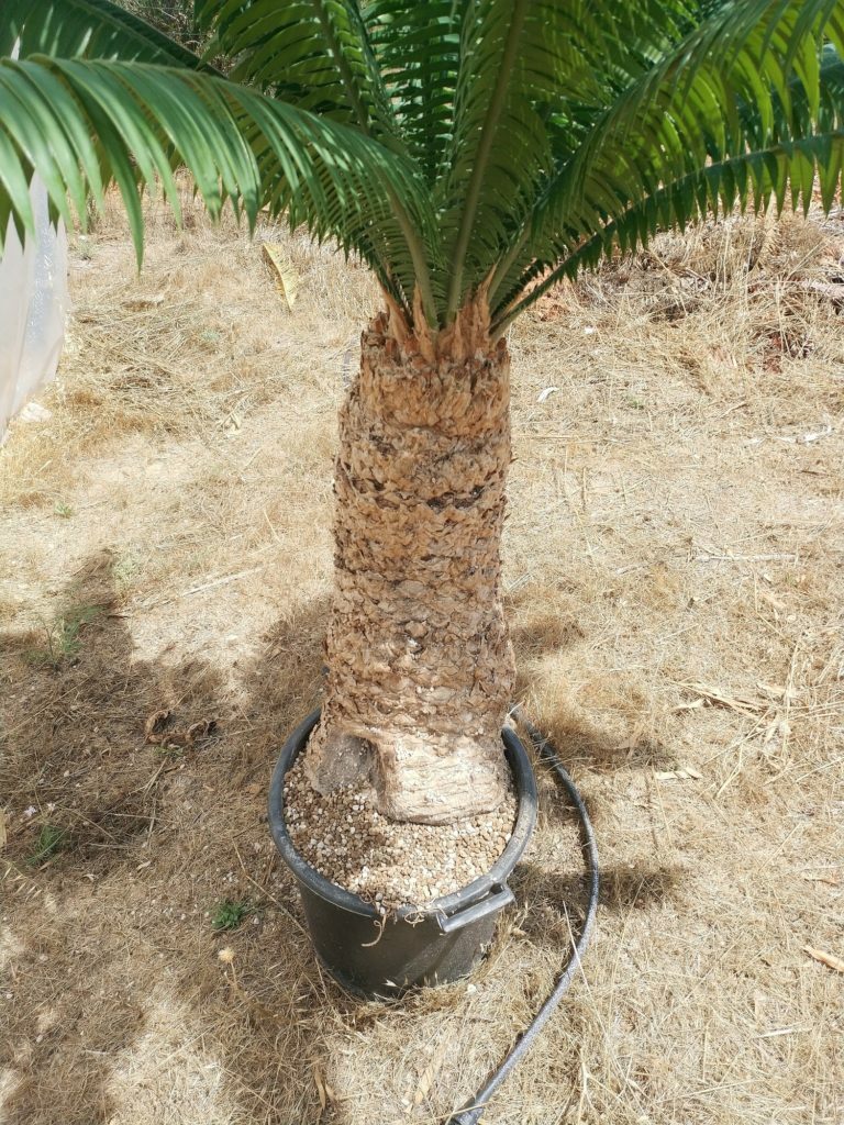 Sale of Dioon spinulosum | Cycadales