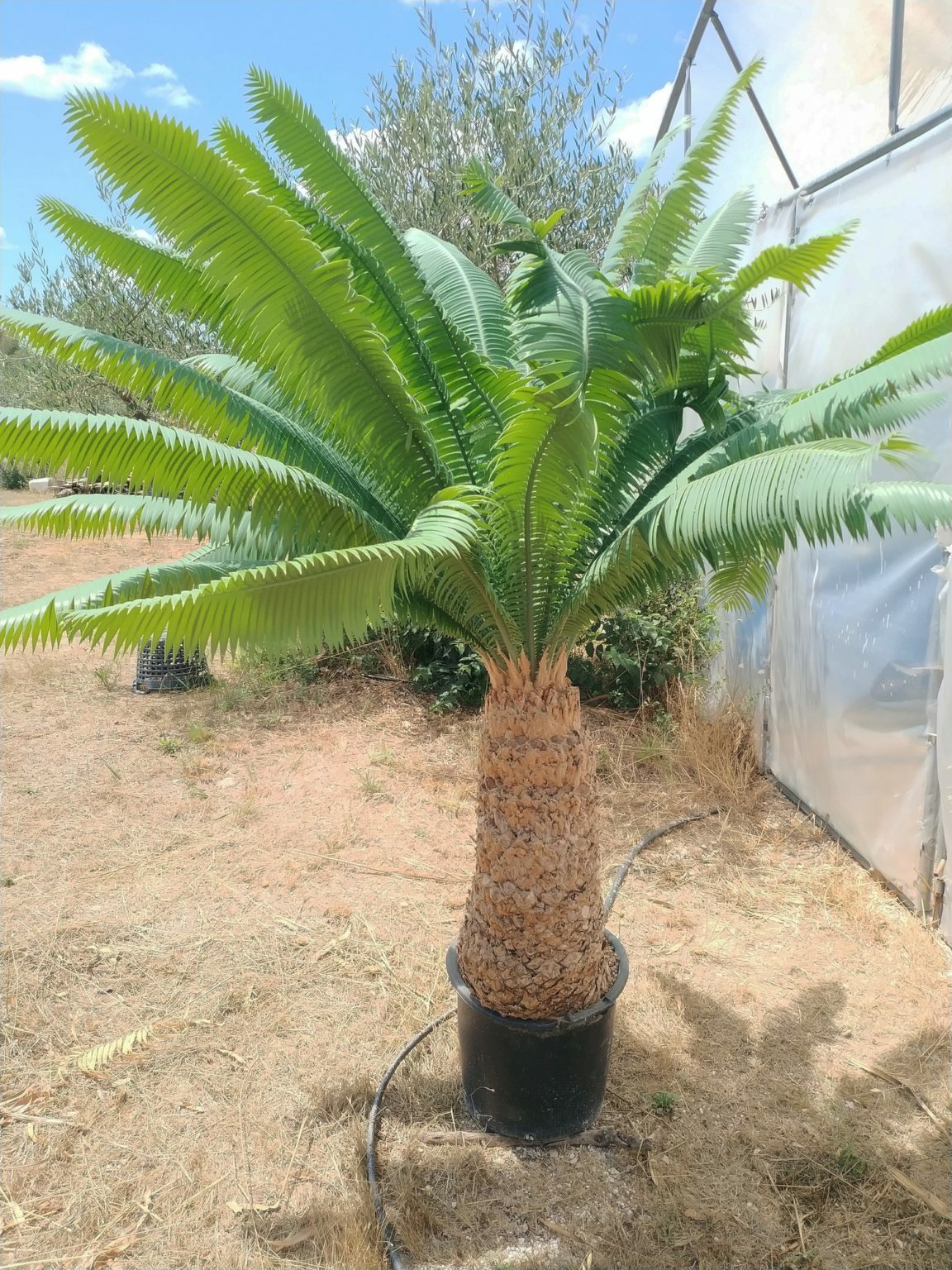 Vente de Dioon spinulosum | Cycadales