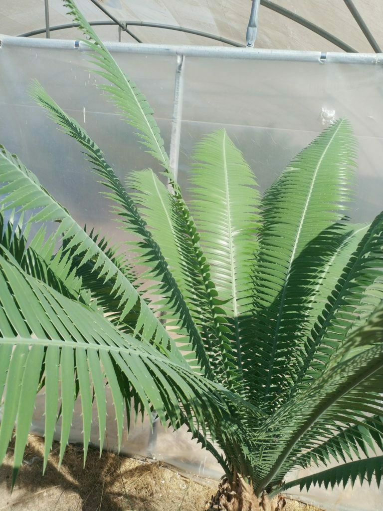 Sale of Dioon spinulosum | Cycadales
