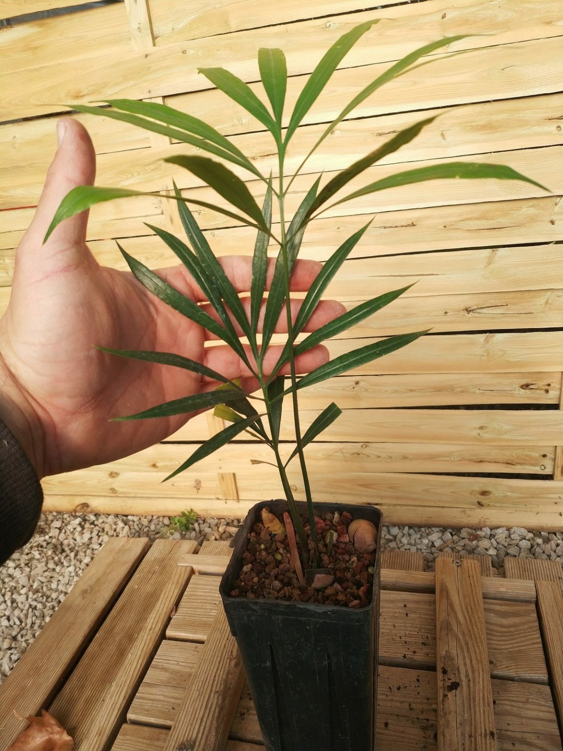 Sale of Cycas multipinnata seedlings | Cycadales