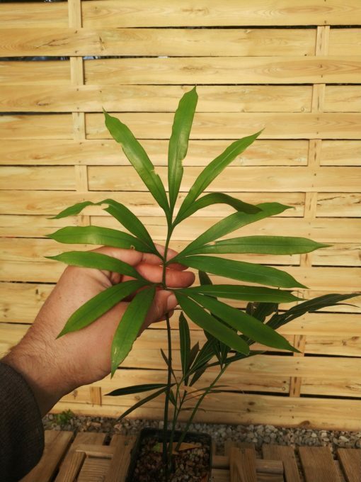 Sale of Cycas multipinnata seedlings | Cycadales