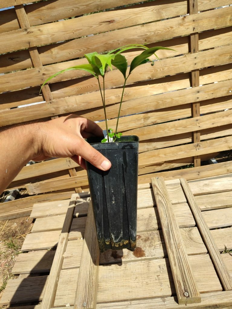 Vente de Zamia stevensonii| Cycadales