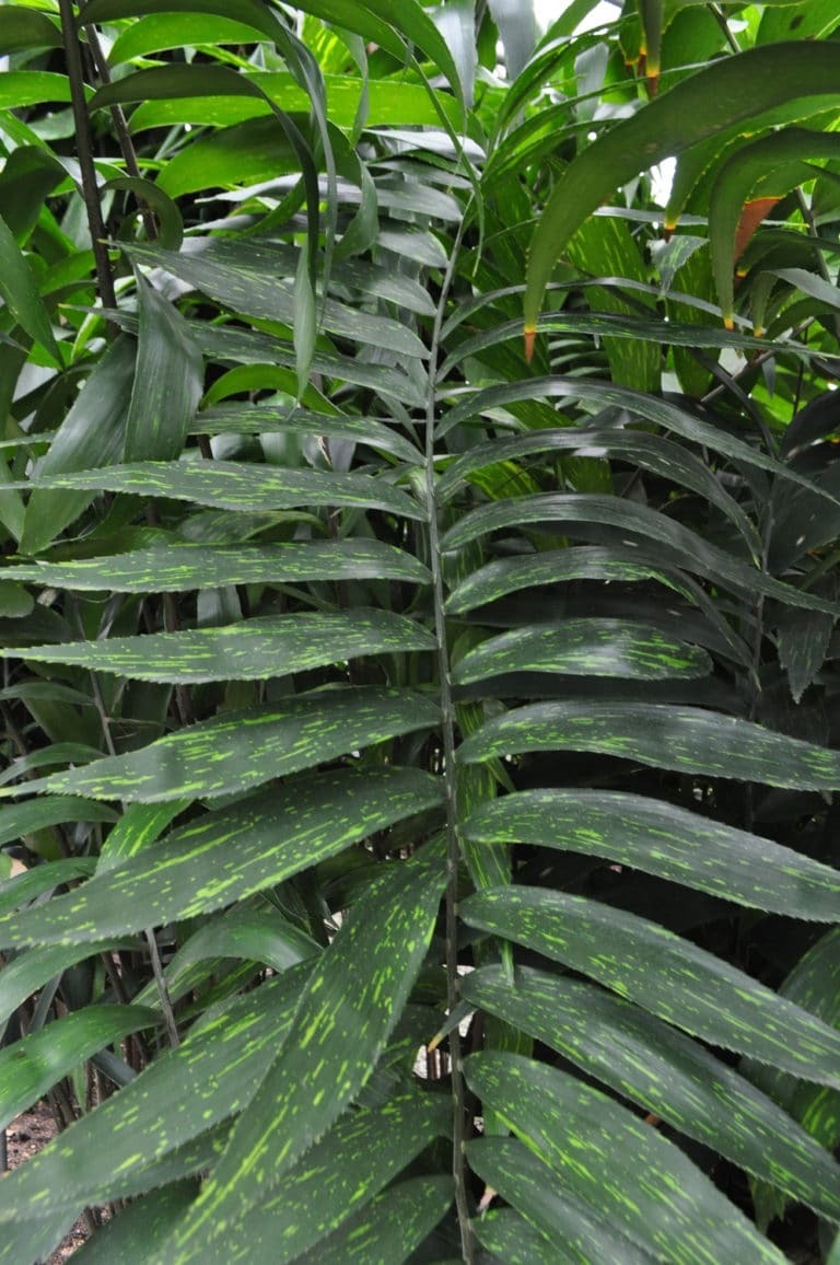 Zamia variegata (picta) plante à vendre | Cycadales
