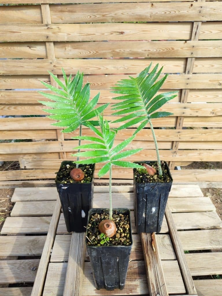 Buy your Dioon rzedowskii here| Cycadales