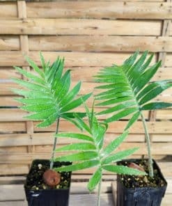 Dioon rzedowskii | Cycadales