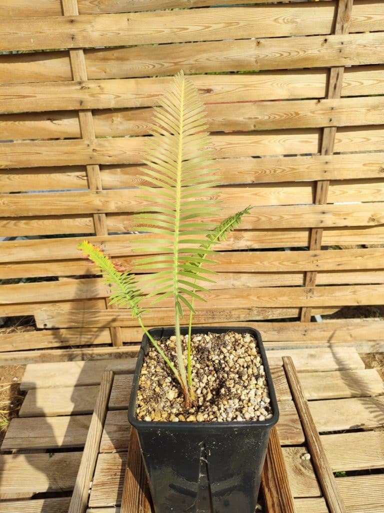 Buy your Dioon stevensonii here! | Cycadales