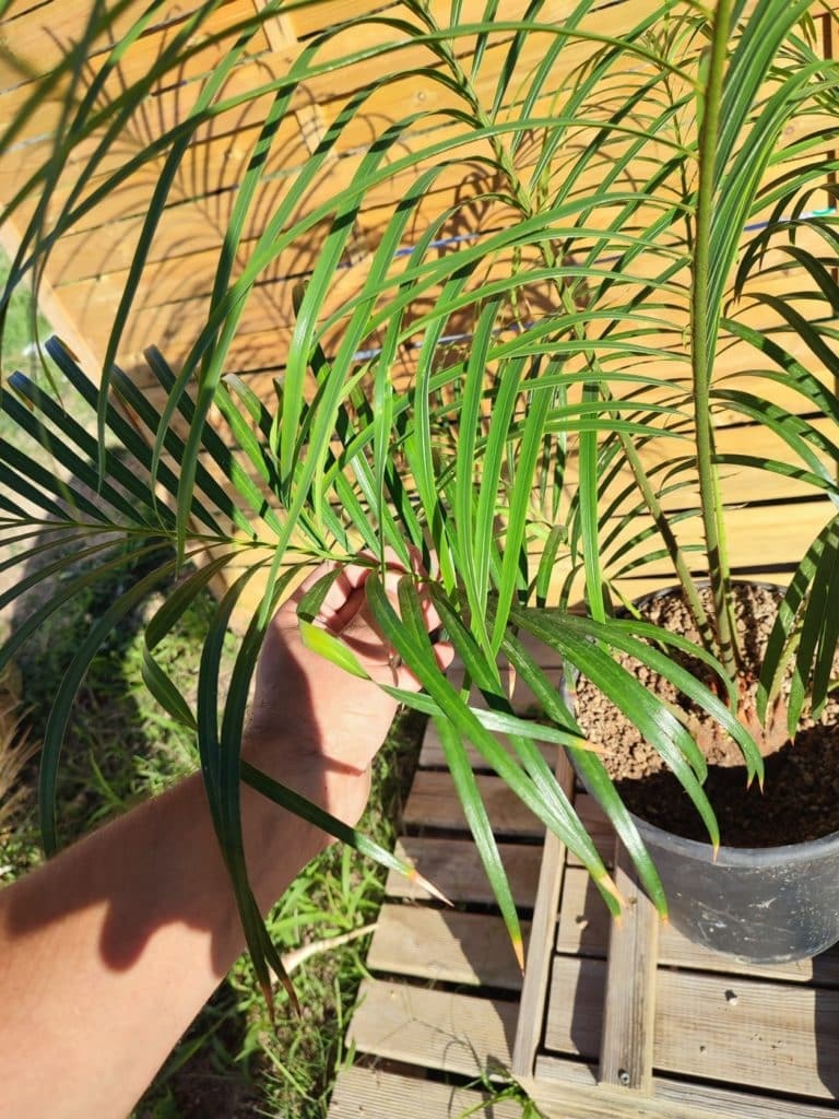Buy your Cycas revoluta x multifrondis plants here | Cycadales