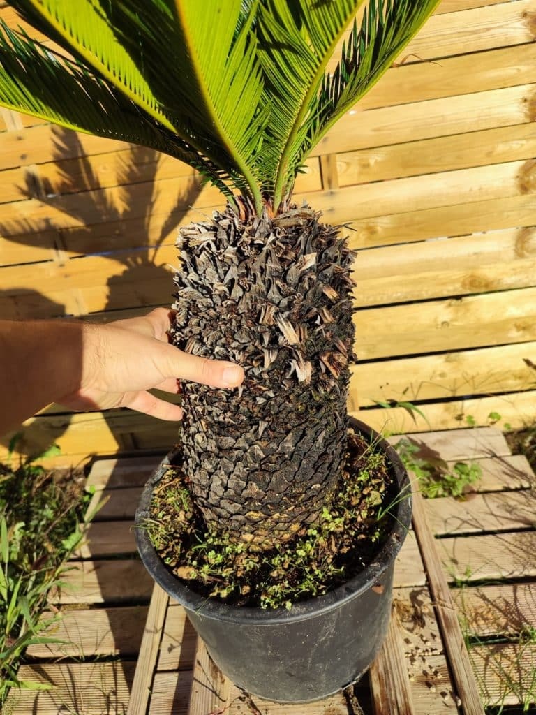 Acheter vos plants de Cycas revoluta | Cycadales