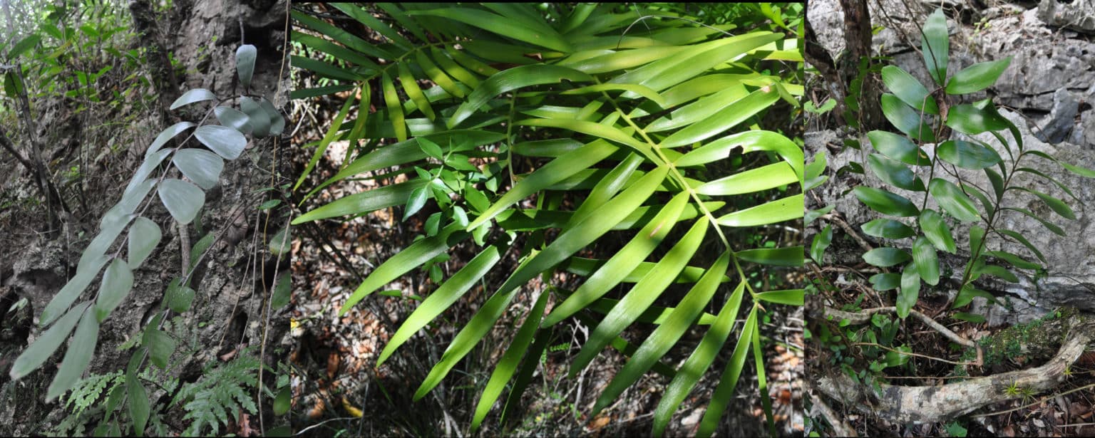 How to cultivate Zamia in temperate climates | Cycadales
