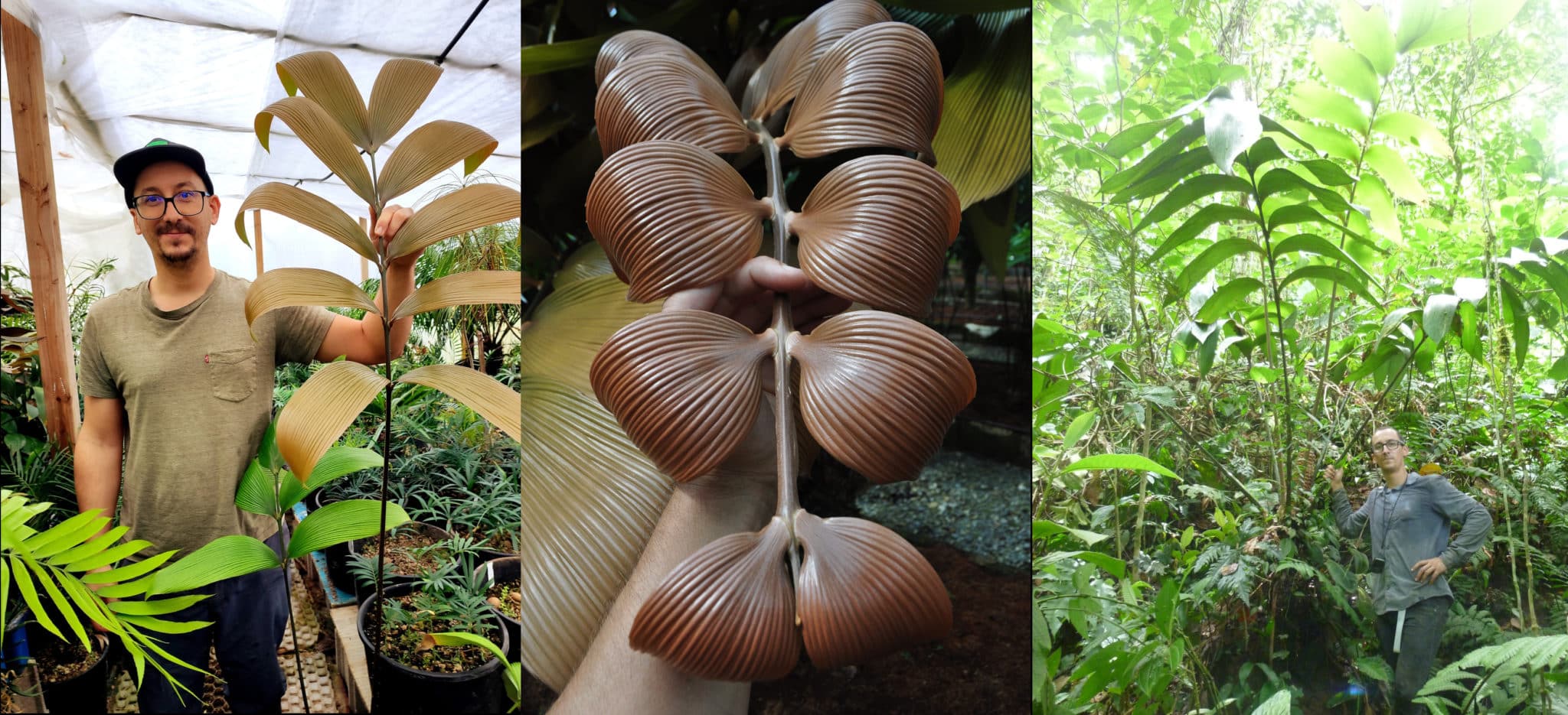 How to cultivate Zamia in temperate climates | Cycadales