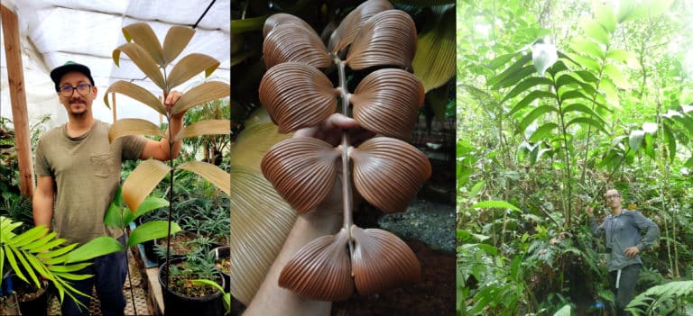 How to cultivate Zamia in temperate climates | Cycadales