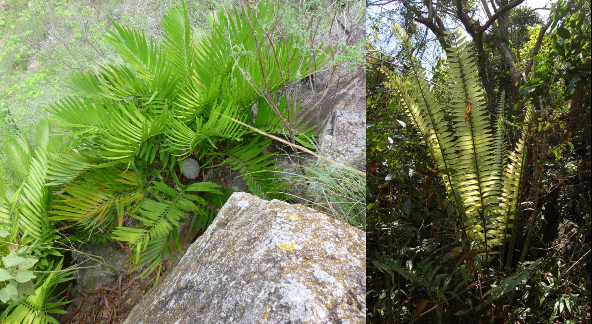 How to cultivate Zamia in temperate climates | Cycadales